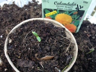 Growing Calendula from Seed - Countryside